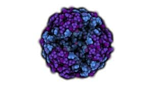 Beta Cells and Diabetes - TheDiabetesCouncil.com